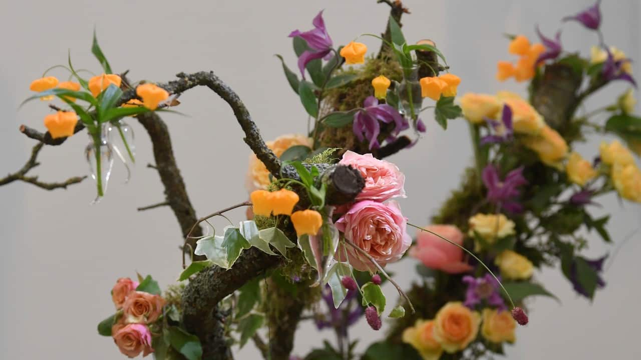 RHS Chelsea Flower Show 2021 returns with first autumn showcase