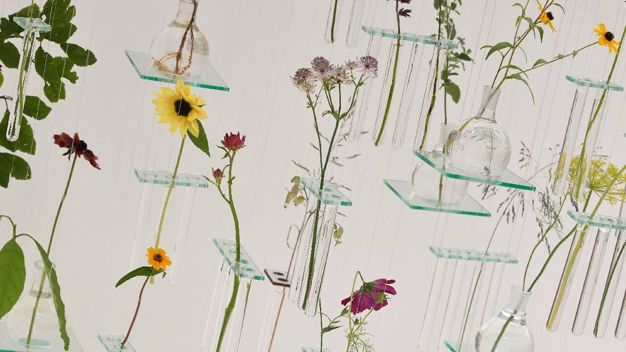 RHS Chelsea Flower Show 2021 returns with first autumn showcase