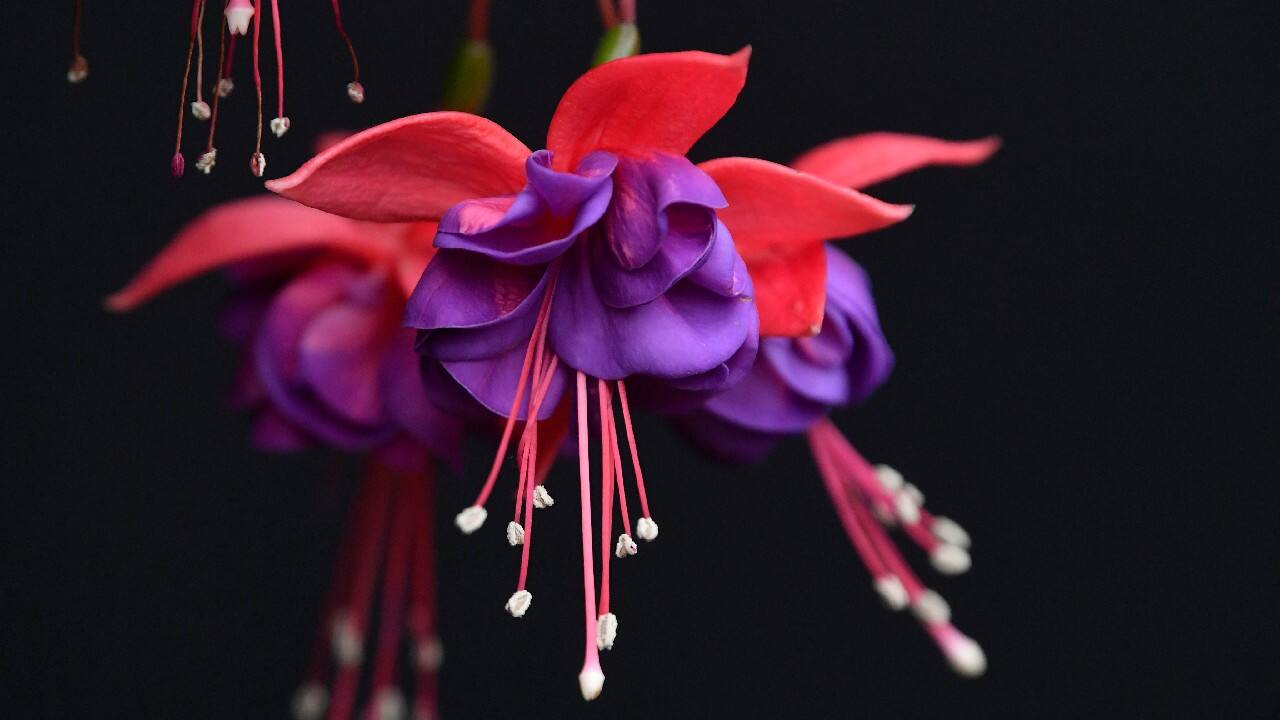 RHS Chelsea Flower Show 2021 returns with first autumn showcase