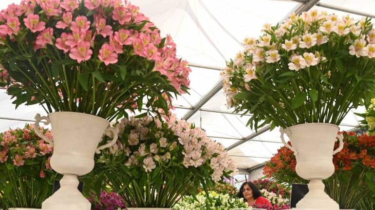 RHS Chelsea Flower Show 2021 returns with first autumn showcase