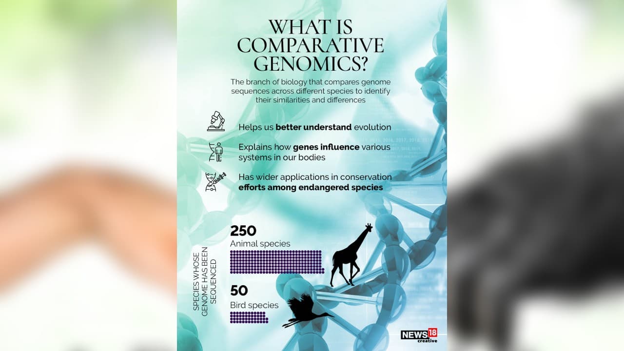 Explainer | Genetic similarity between humans and other life forms