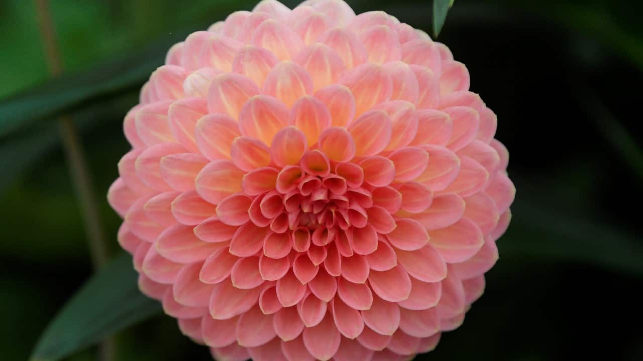 RHS Chelsea Flower Show 2021 returns with first autumn showcase
