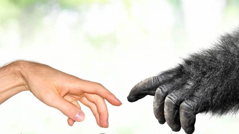 Explainer | Genetic similarity between humans and other life forms