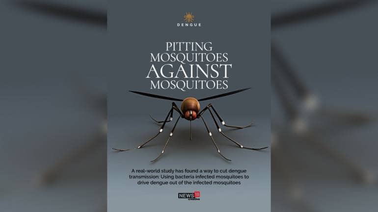 A look at Wolbachia Method that can help cut dengue transmission