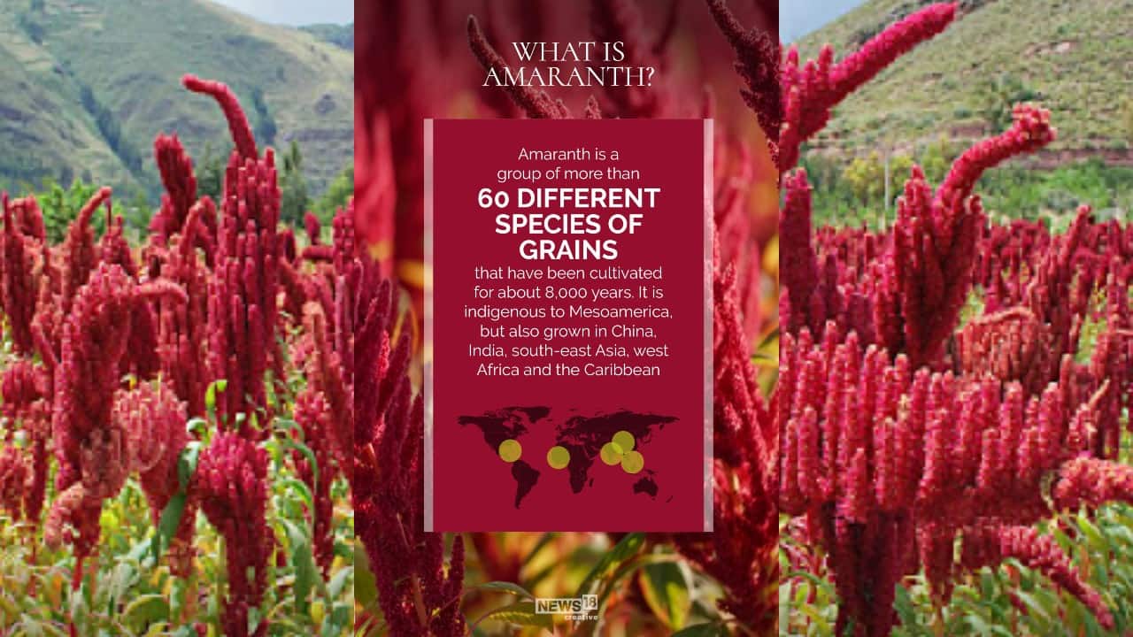 Where To Buy Amaranth In South Africa at Nora Clark blog