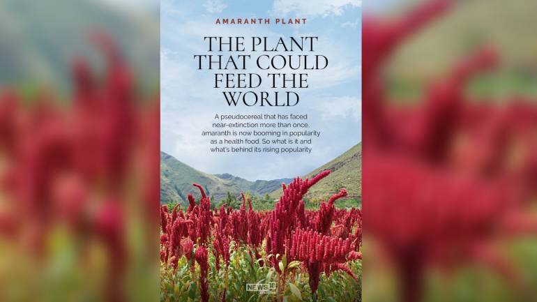 Amarnath Plant: What is it, and what's behind its rising popularity