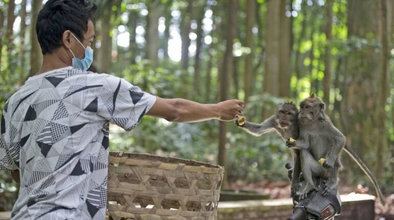 With no tourist handouts, hungry Bali monkeys raid homes- Moneycontrol.com