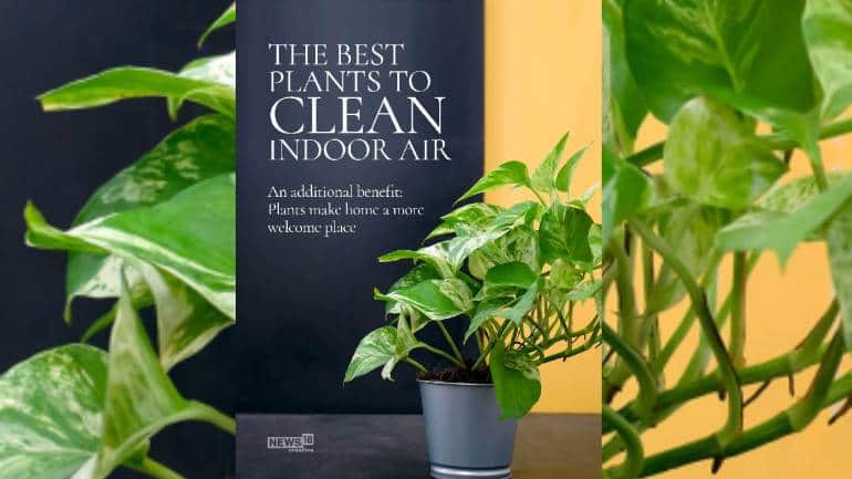 A look at some of the best plants to clean indoor air