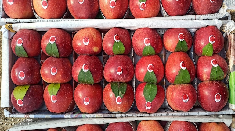 Apple growers stare at losses in Kashmir following hike in packaging costs