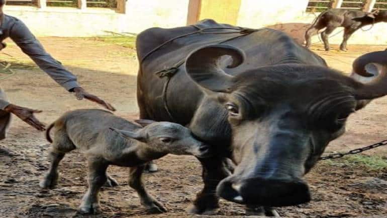 Gujarat: First IVF calf of Banni buffalo breed born in Gir Somnath