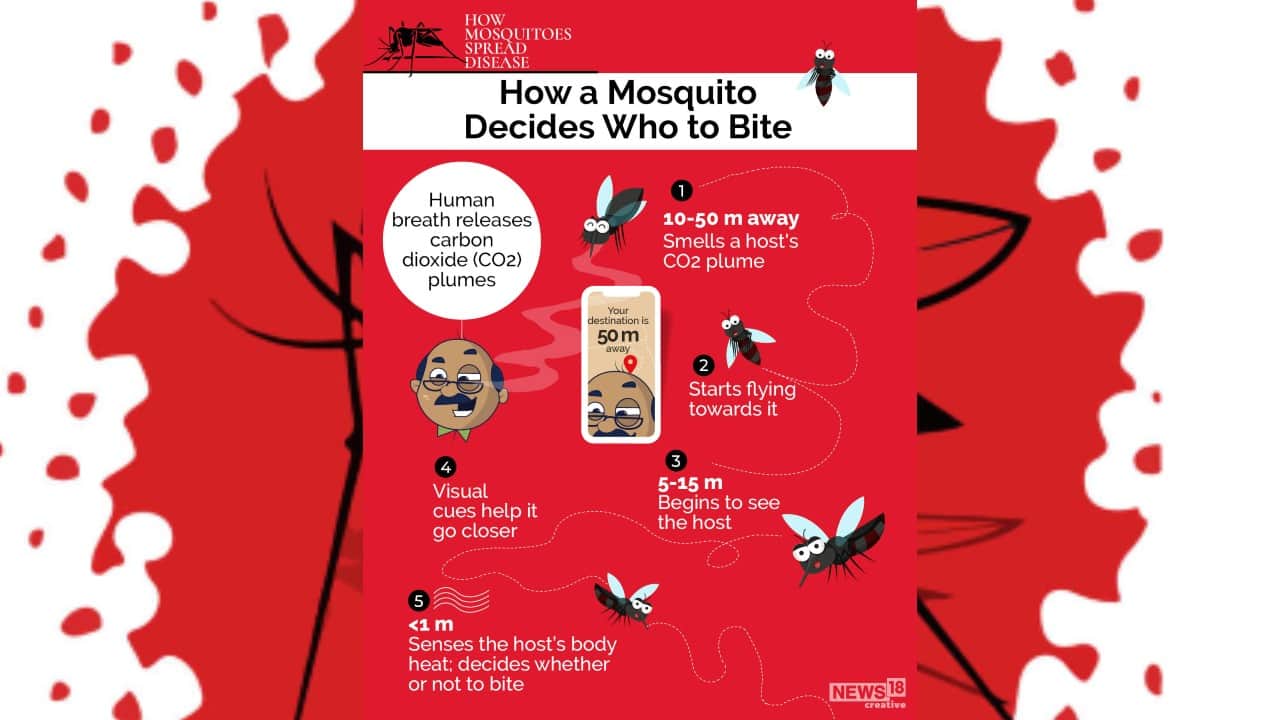 A look at how mosquitoes spread disease | Moneycontrol News