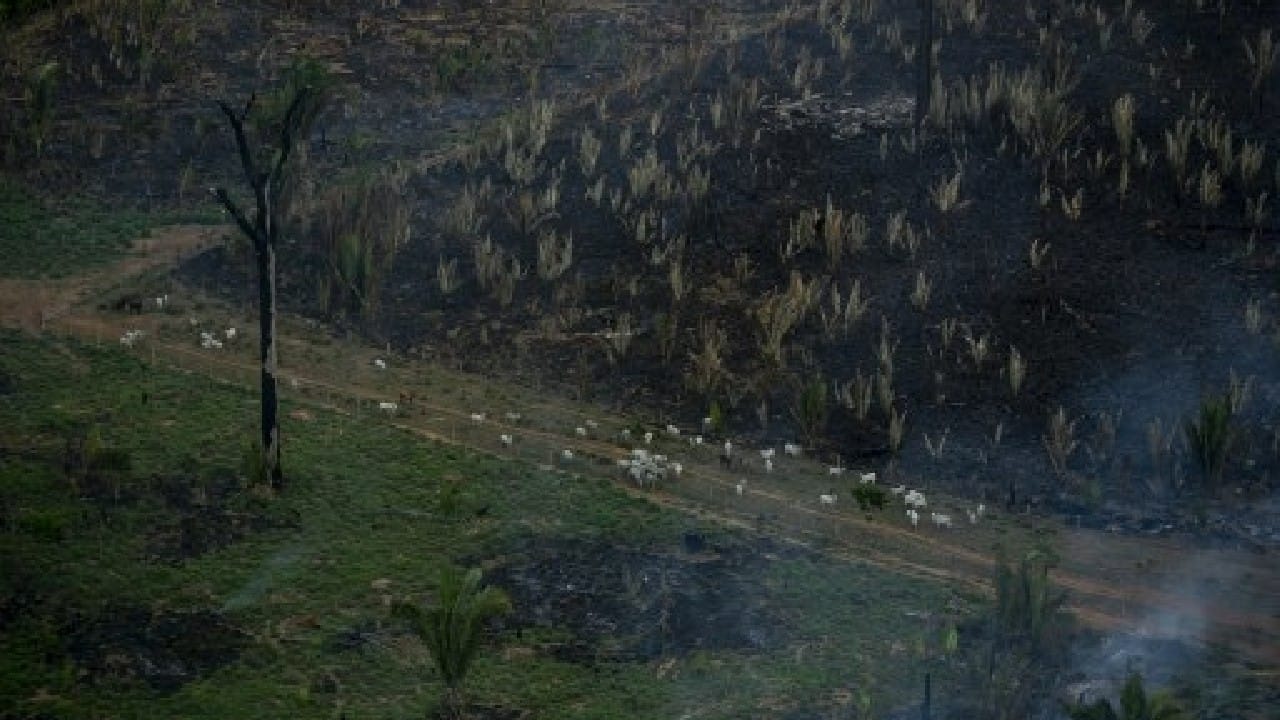 Damaged Amazon rainforest teetering on the brink | Moneycontrol News