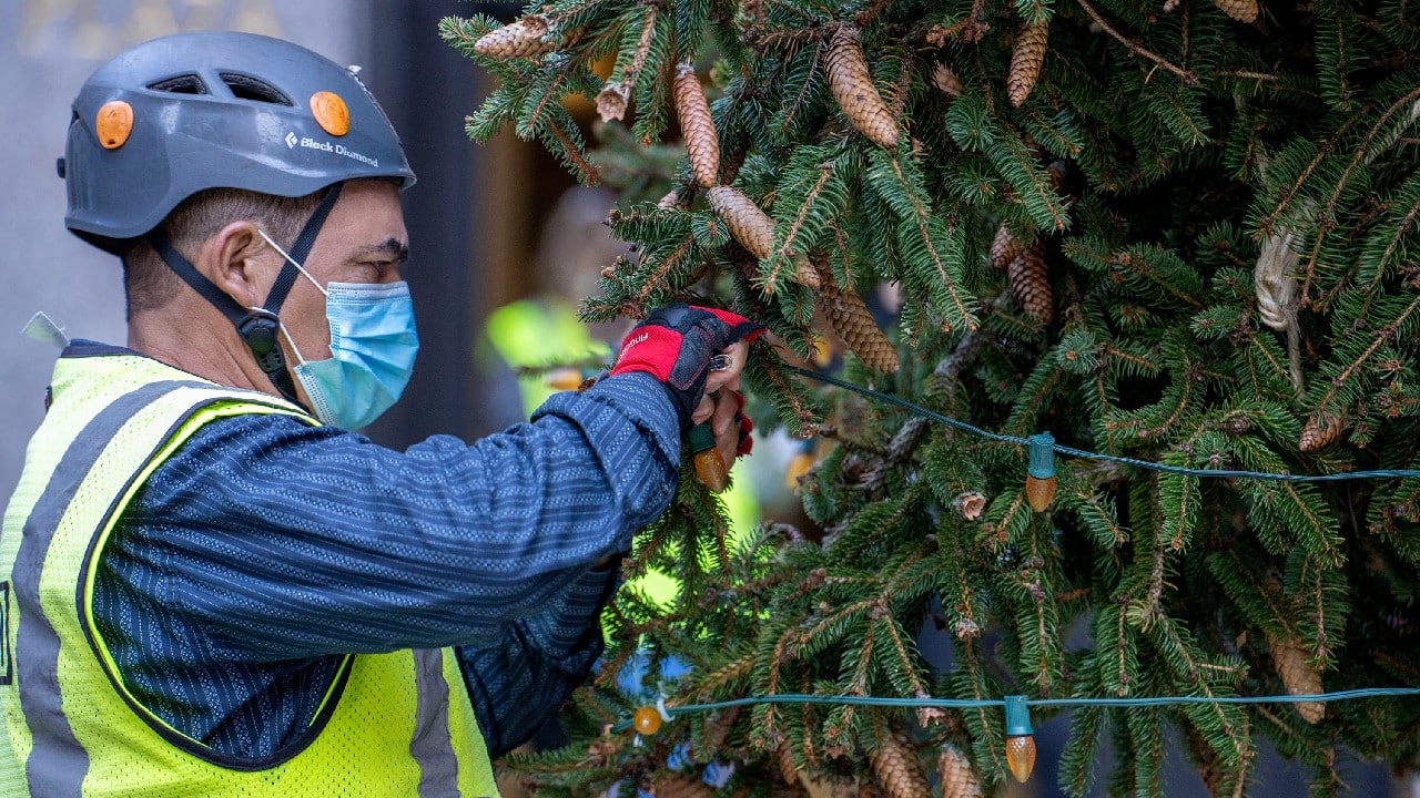 Home for the holidays: Rockefeller tree arrives in NYC | Moneycontrol News