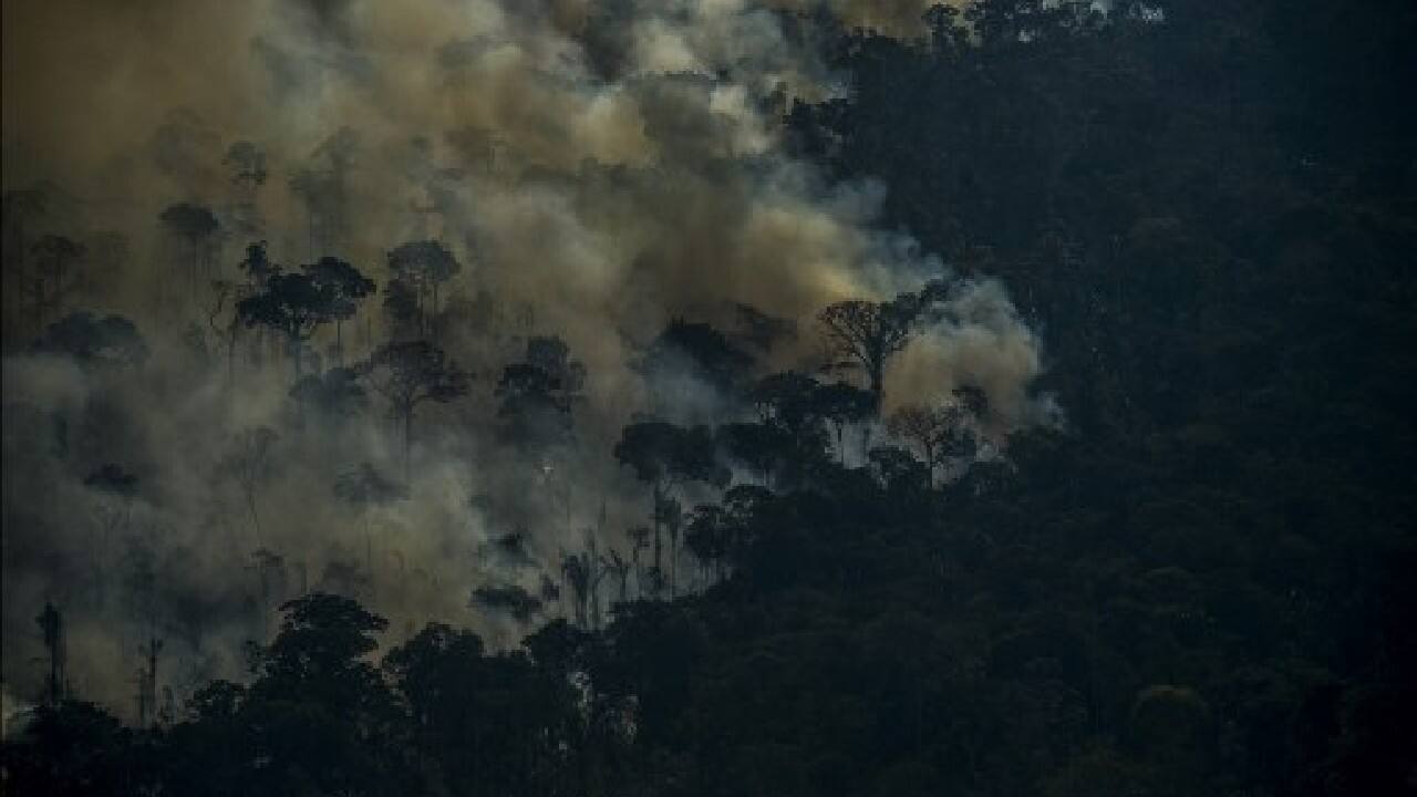 Damaged Amazon rainforest teetering on the brink
