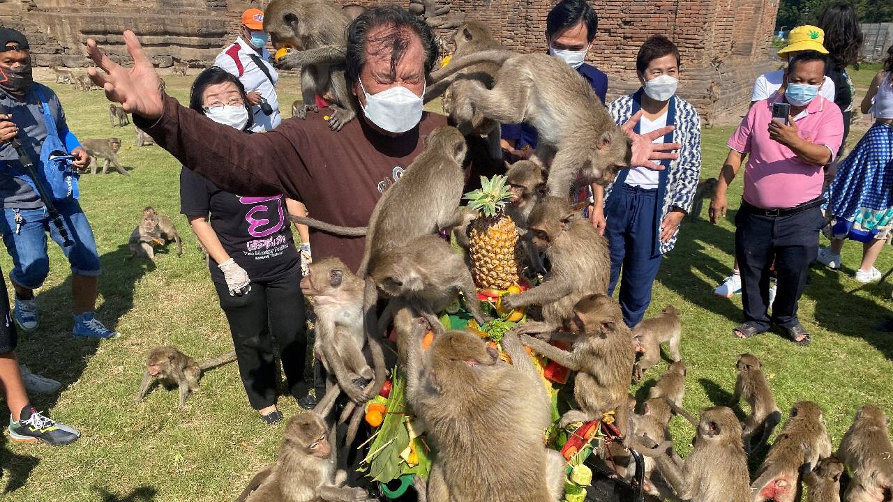Thai monkey festival returns as tourists come back | Moneycontrol News