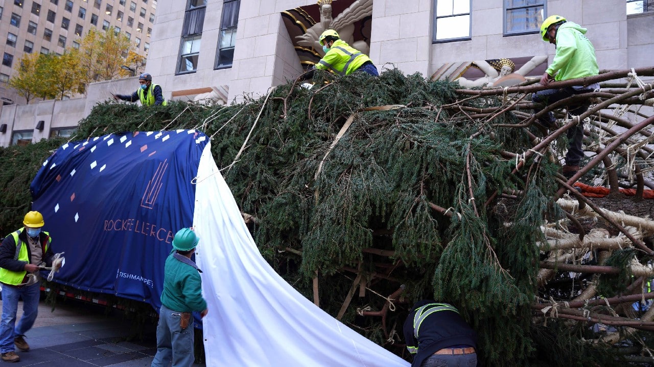 Home for the holidays: Rockefeller tree arrives in NYC | Moneycontrol News