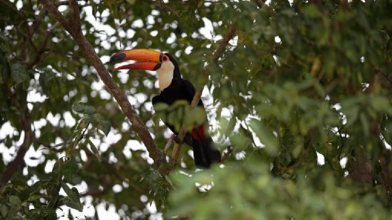 Amazon deforestation threatens jaguars, giant eagles