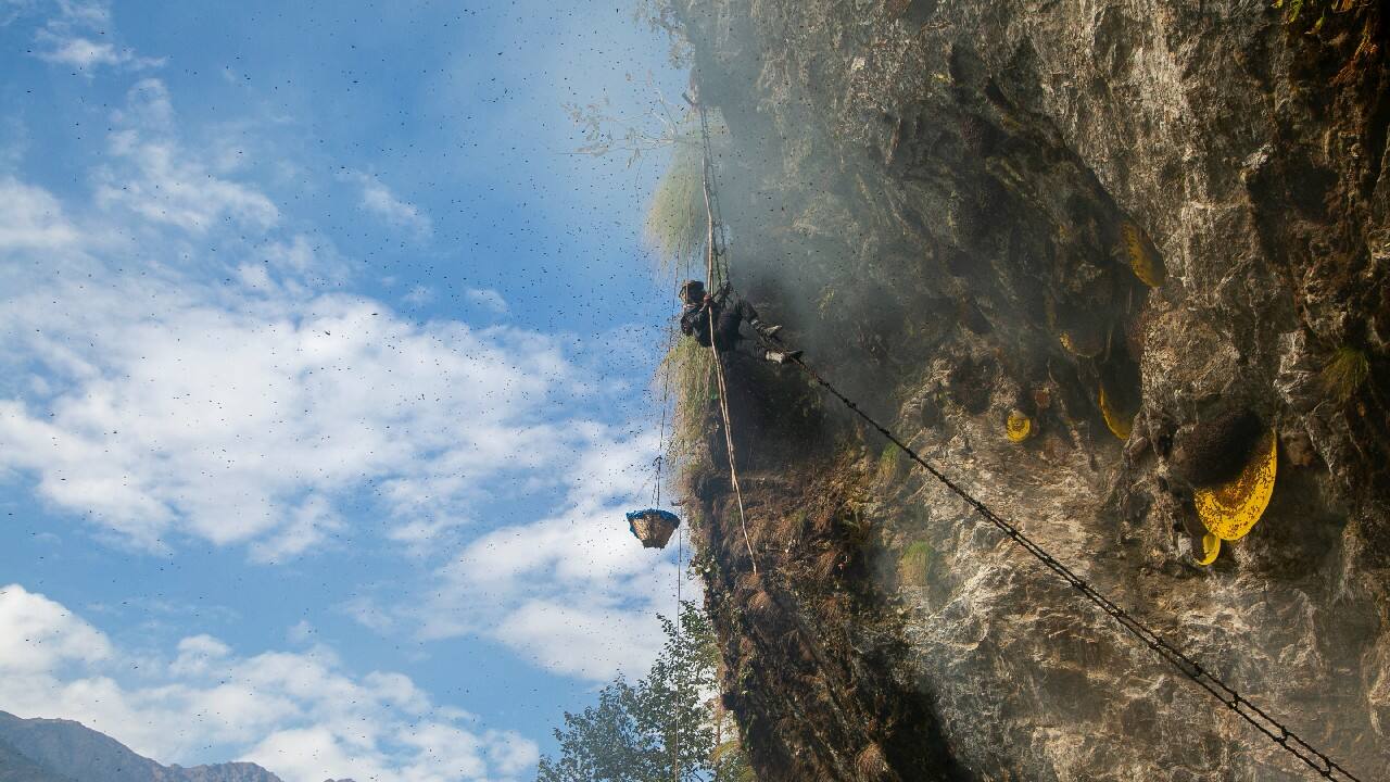 Nepal's cliff honey hunters risk their lives for much-sought after ...