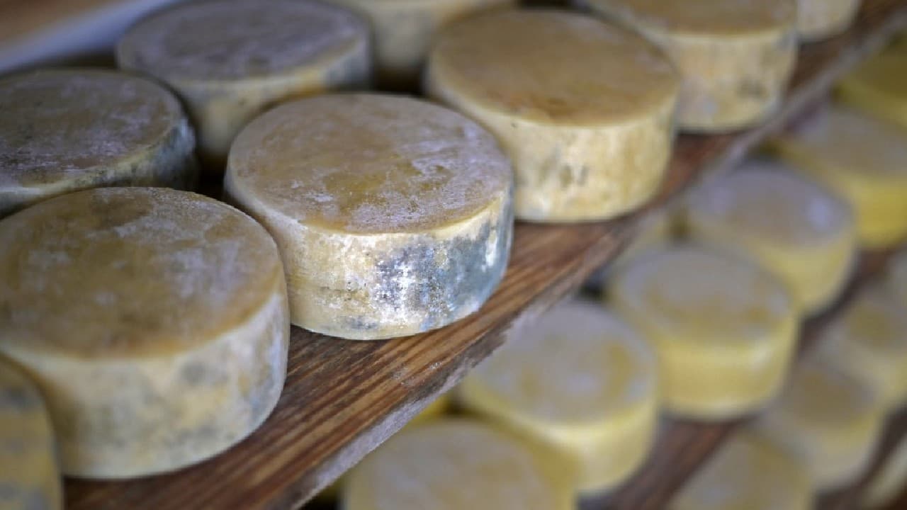 Brazil's unsung craft-cheese wins fans in high places | Moneycontrol News