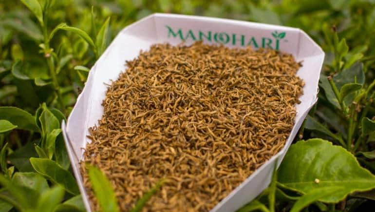Rs 99,999 a kg: What makes Assam's Manohari Gold tea special