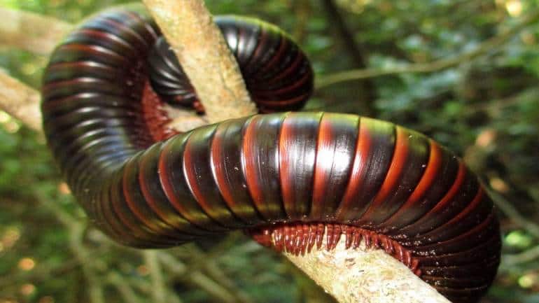 First ever true millipede with over 1,000 feet found in Australia