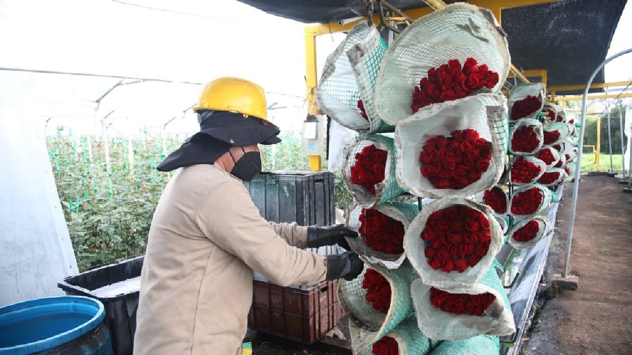 Colombian flower market blooming ahead of Valentine’s Day