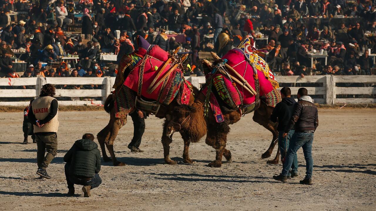 Bejewelled camels wrestle for victory in Turkey
