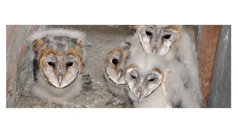 Artificial nests for barn owls help farmers befriend these natural ...