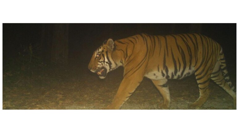 Return of the tiger at West Bengal’s Buxa tiger reserve