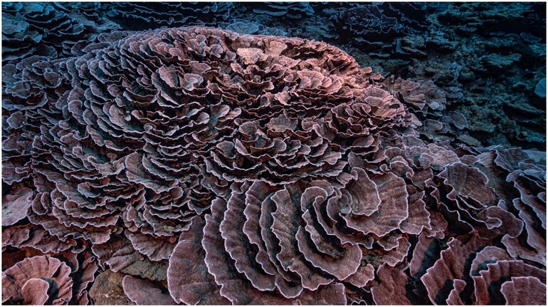 Rare, rose-shaped corals found deep in South Pacific