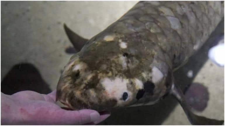 Meet Methuselah, the oldest living aquarium fish