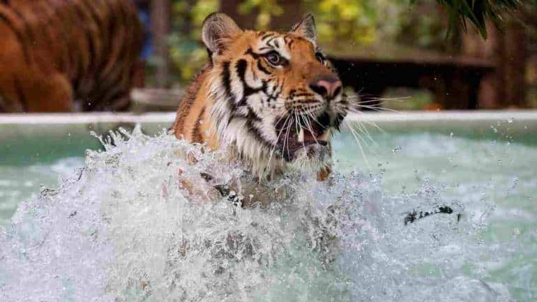 2022 Lunar New Year: 6 things you need to know about Year of the Water ...