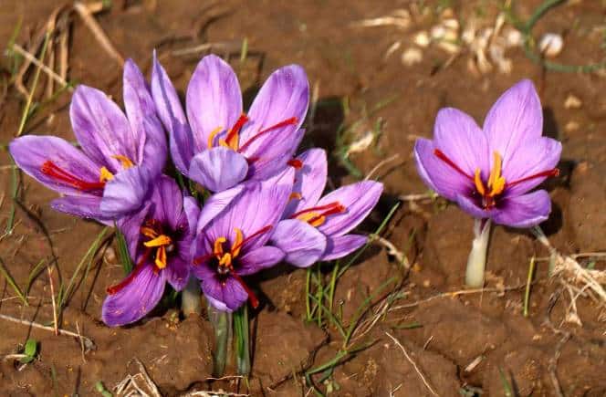 Indoor saffron cultivation technology introduced in JK's Kishtwar