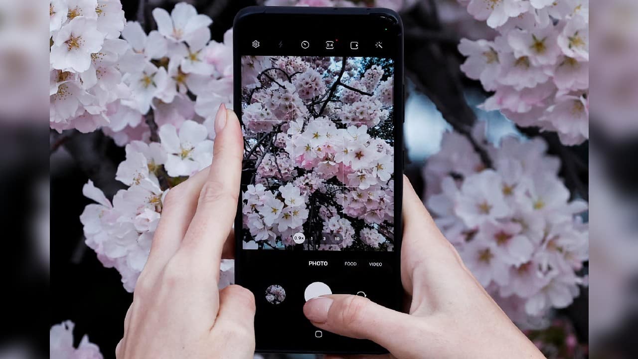 In Pics | Spring in blossom around the world; here are some stunning ...
