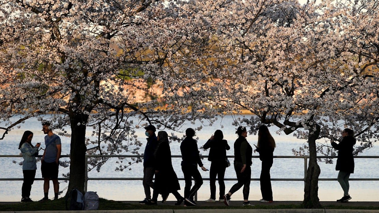 In Pics | Spring in blossom around the world; here are some stunning photos