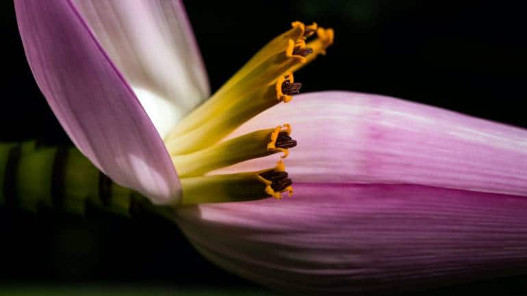 From mahua, makhana, moringa to banana blossoms and teeta phool - the ...