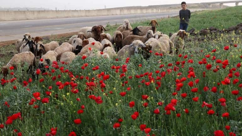 War and Bloom in Pics | Peace-loving poppies burst out in Syria's ...