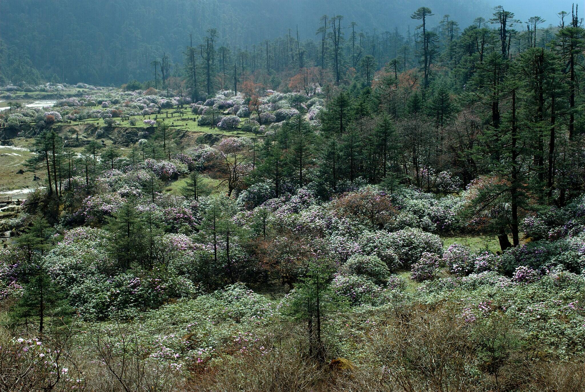 World Environment Day 2020: How raging issues in biodiversity-rich ...