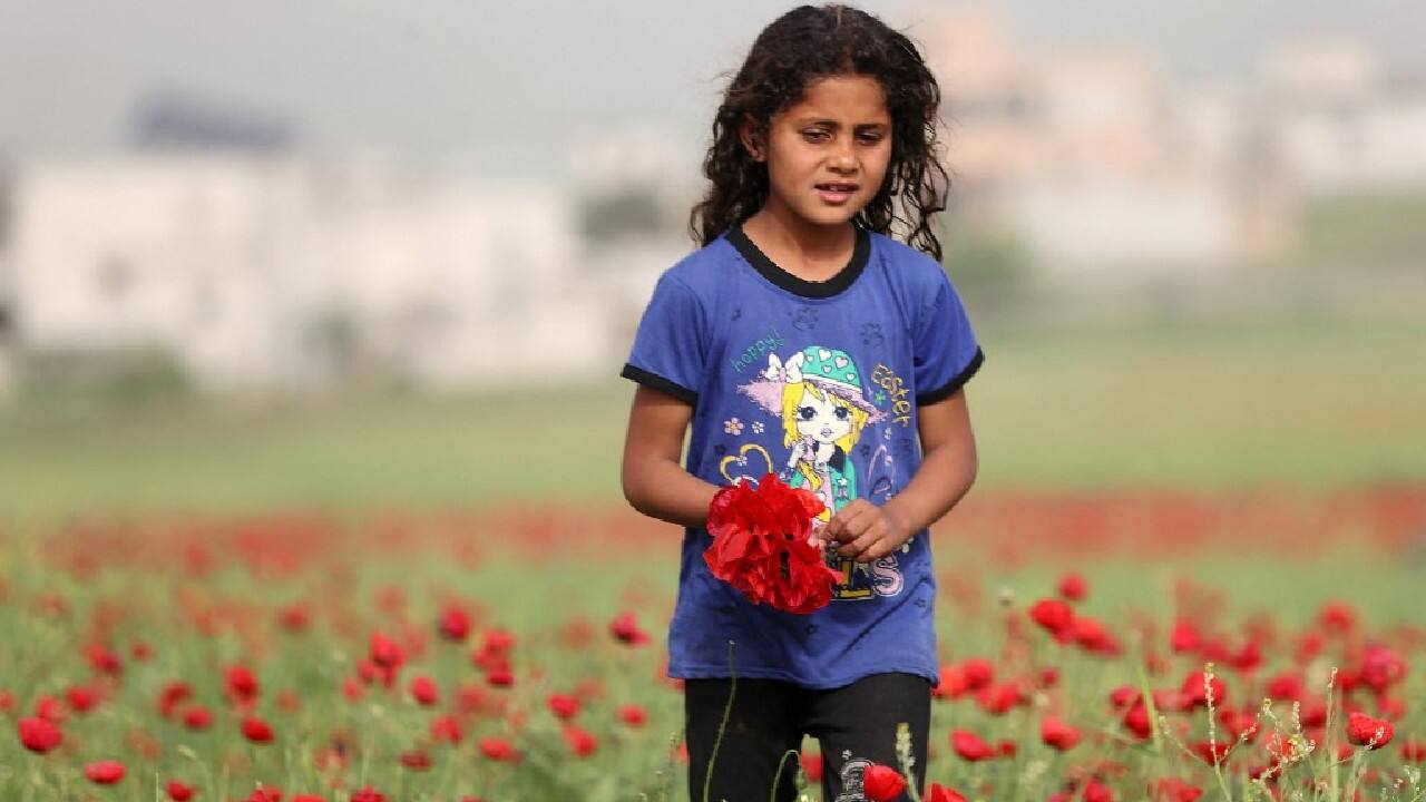 War and Bloom in Pics | Peace-loving poppies burst out in Syria's ...