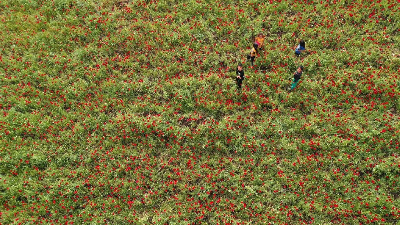 War and Bloom in Pics | Peace-loving poppies burst out in Syria's ...