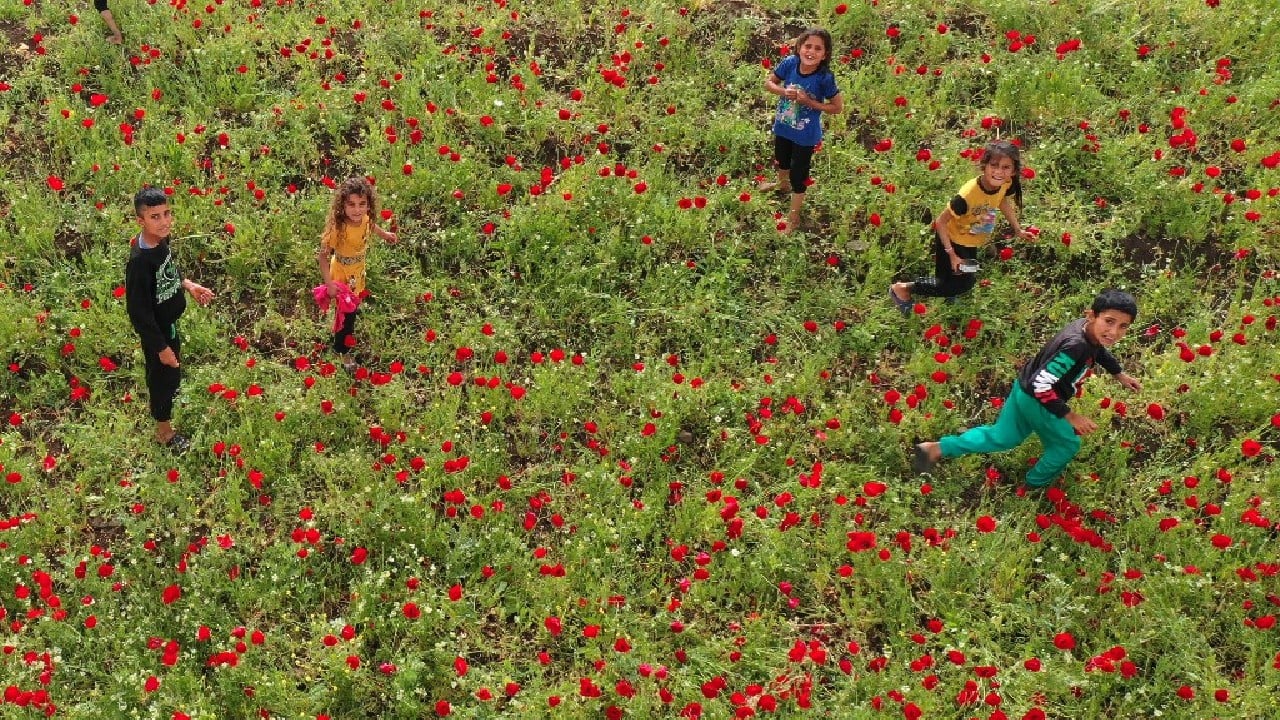 War and Bloom in Pics | Peace-loving poppies burst out in Syria's ...