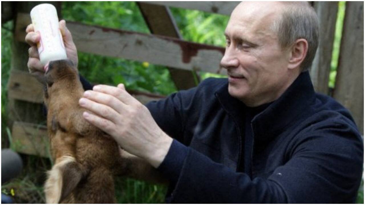 Putin's fans are on a mission to portray him as benevolent, animal ...