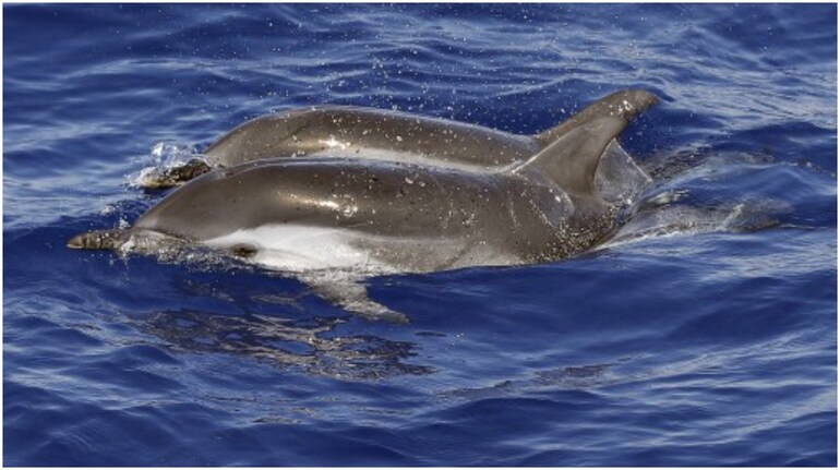 Russia using trained military dolphins to protect warships, satellite ...
