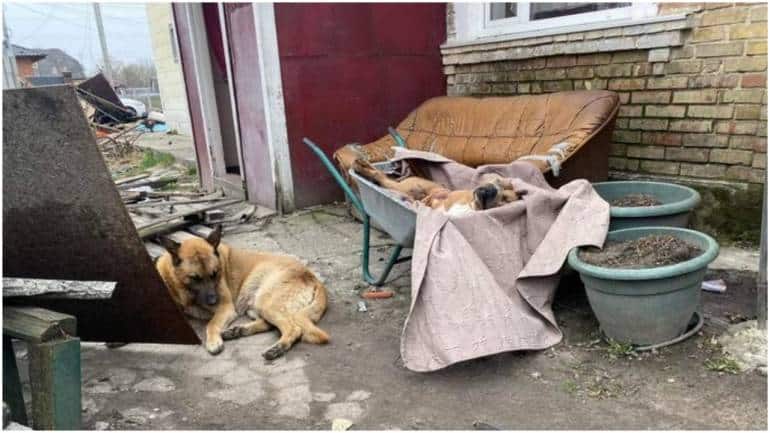 Dog that escaped death returns to Ukraine home, stays beside dead ...