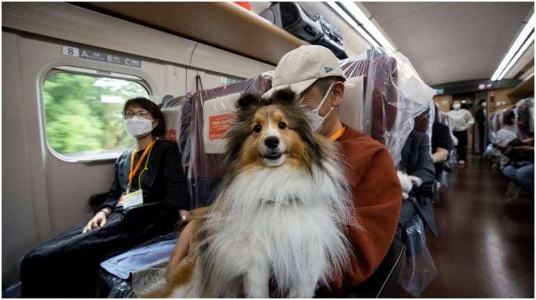 Dogs ride Japan bullet train in rare, pet-friendly day trip