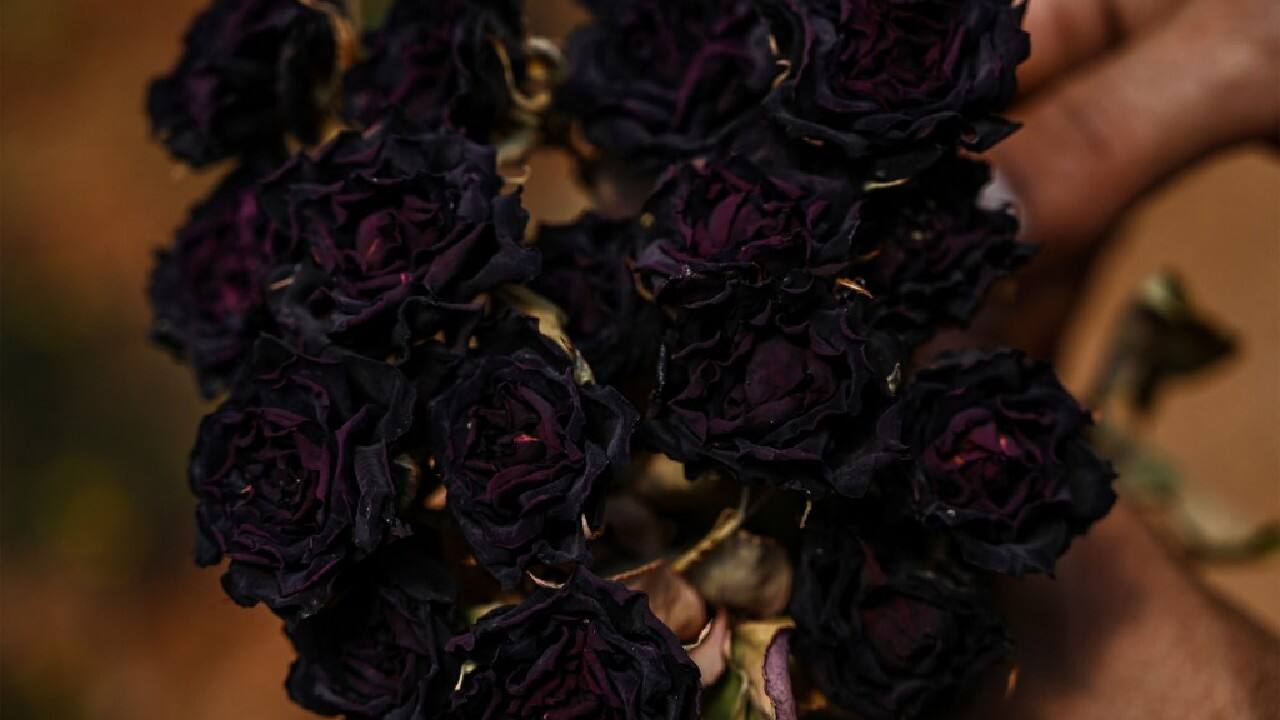 Turkey's black rose growers chase sweet smell of success