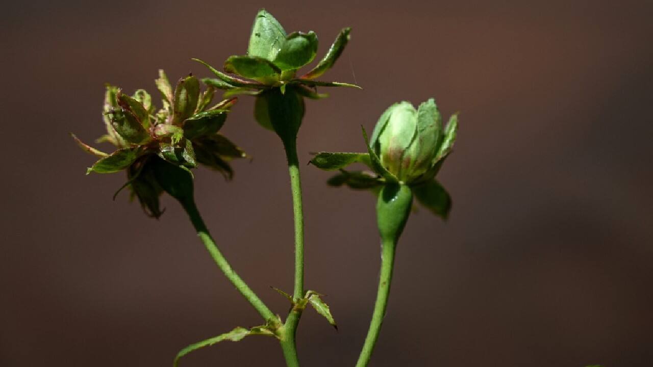 Turkey's black rose growers chase sweet smell of success