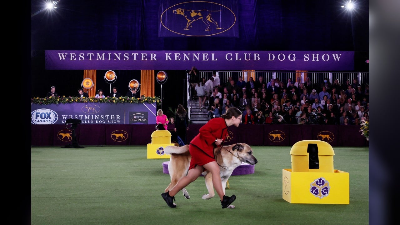 Trumpet, a bloodhound, wins the best in Westminster Dog Show; a look at ...