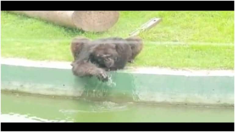 Watch: Chimpanzee escapes enclosure at Kolkata zoo, visitors panic