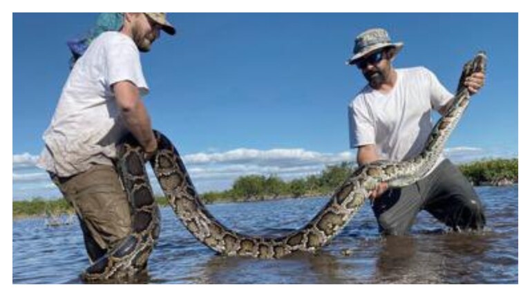 'Largest python ever' captured in US: It's 18 feet long, weighs 98 kg ...
